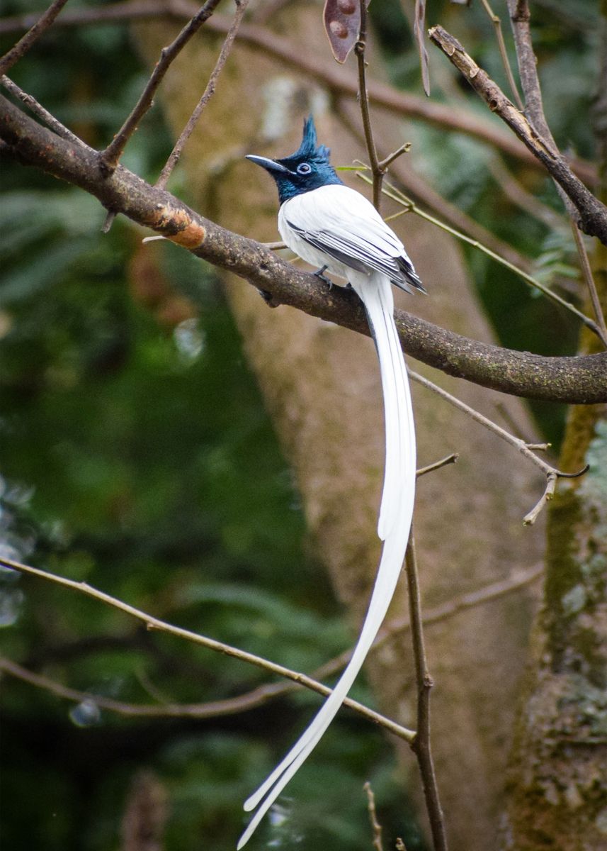 'long bird' Poster, picture, metal print, paint by Travel Travel | Displate