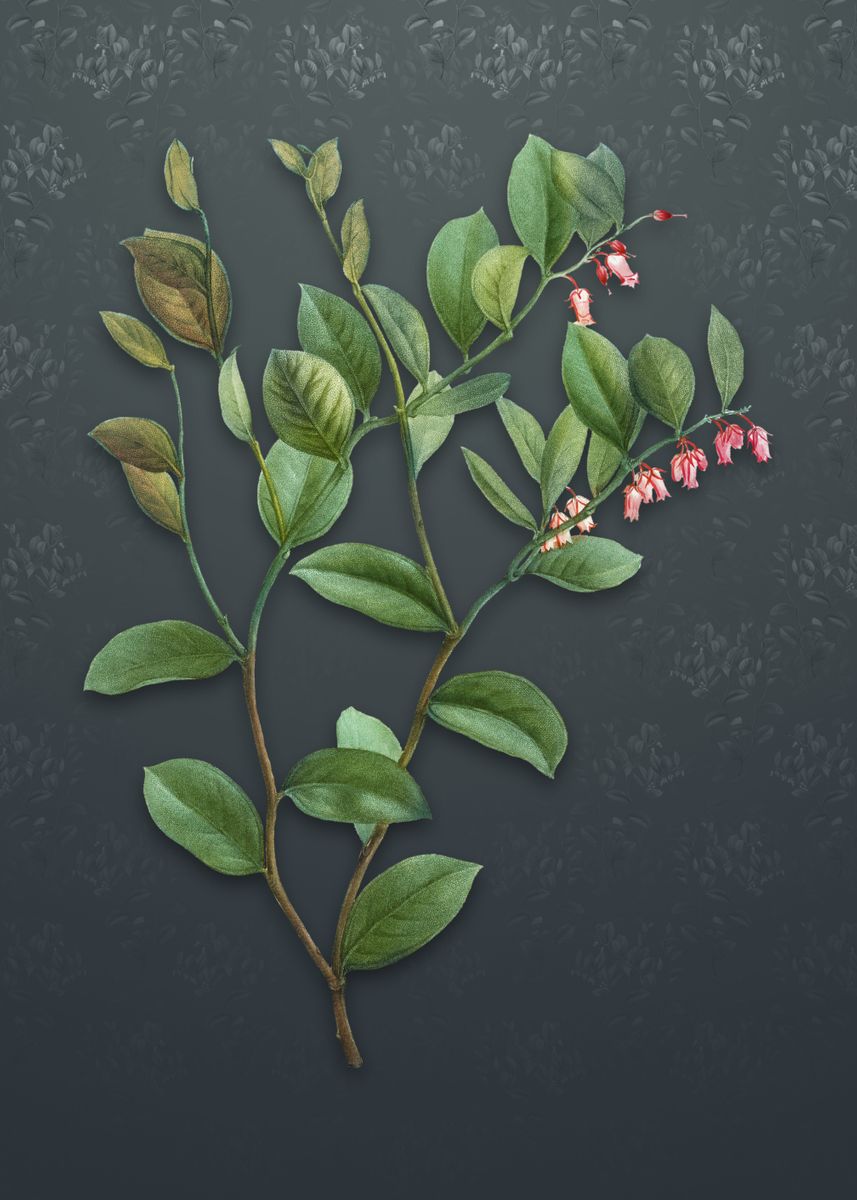 'Andromeda Axillaris Bloom' Poster, picture, metal print, paint by Holy ...