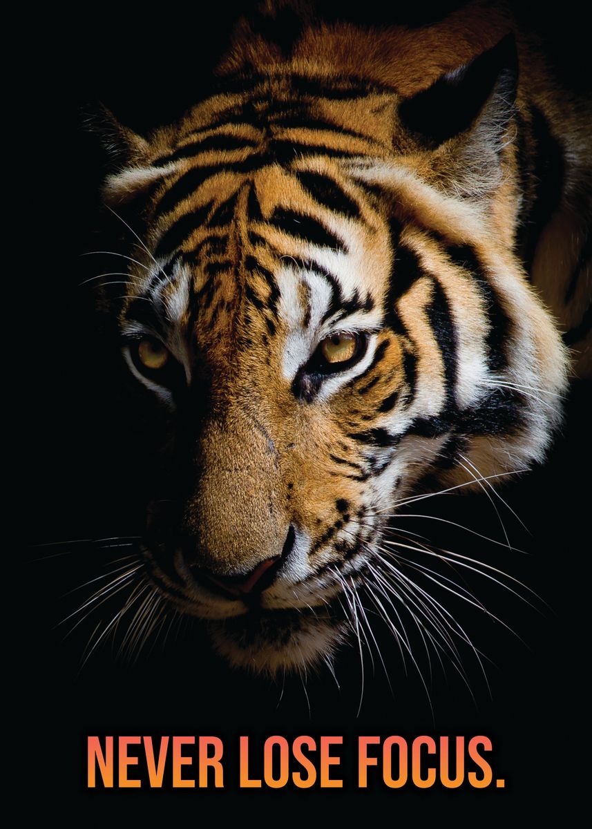 'Never Lose Focus Tiger' Poster, picture, metal print, paint by CHAN ...