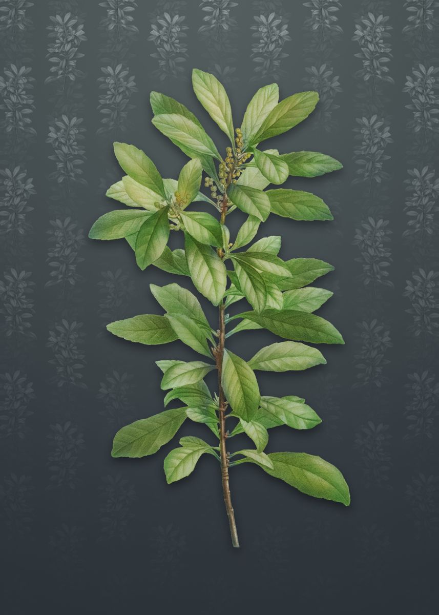 'Vintage Firetree Plant' Poster, picture, metal print, paint by Holy ...