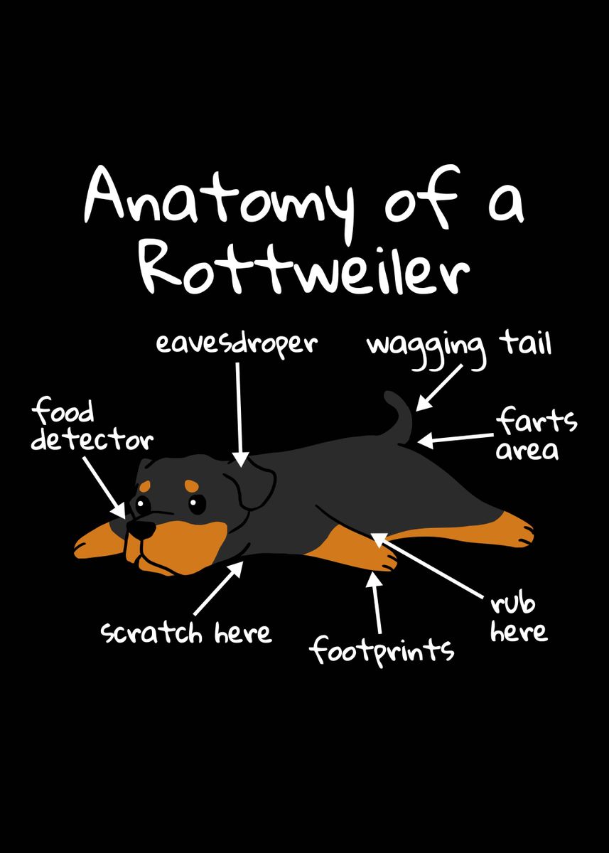 'Anatomy Of A Rottweiler' Poster by PetPrints | Displate