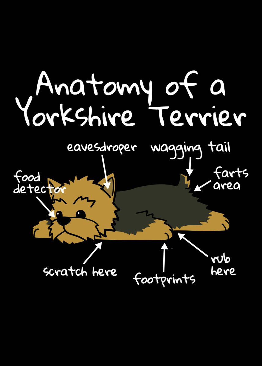'Yorkshire Terrier Anatomy' Poster, picture, metal print, paint by ...