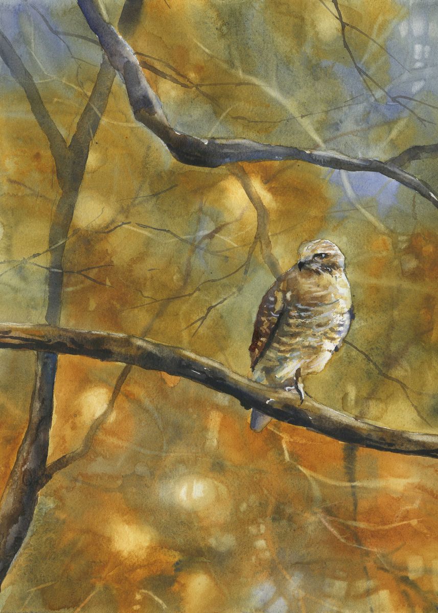 'Hawk fine art watercolor' Poster by Ryan Fox | Displate