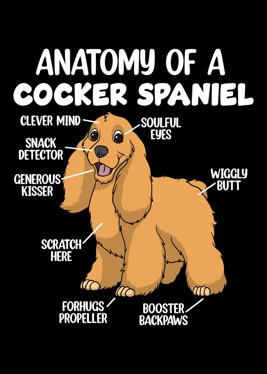 'Anatomy Of A Cocker Spanie' Poster, picture, metal print, paint by ...