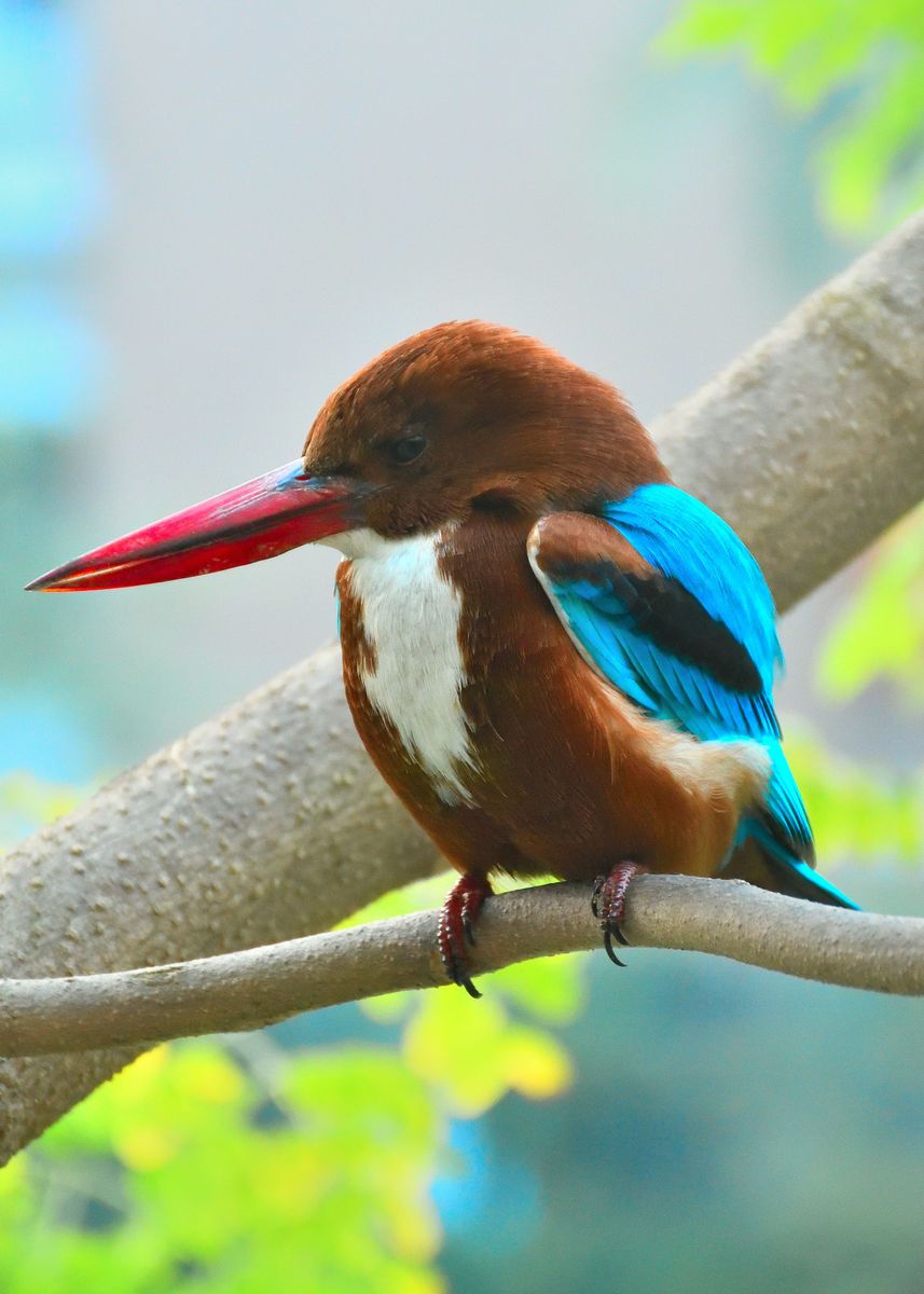 'Hummingbrid Branch' Poster, picture, metal print, paint by Stephen ...