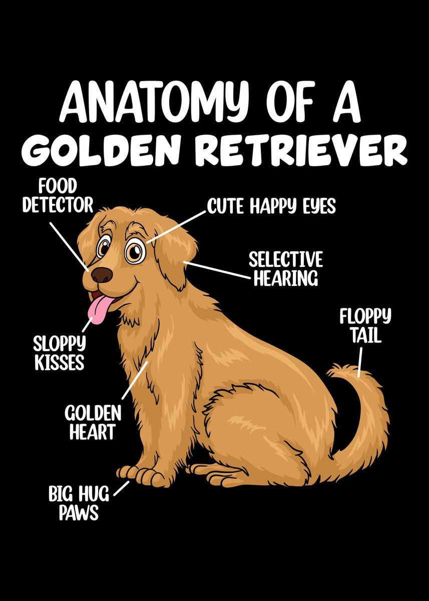 'Anatomy Of A Golden Retrie' Poster by Hexor | Displate
