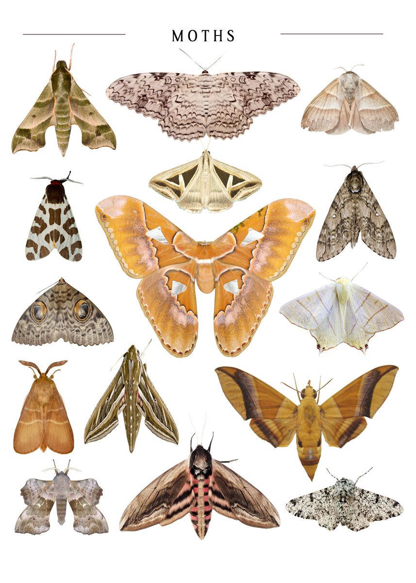 'Moths Butterfly ' Poster, picture, metal print, paint by Max Ronn ...