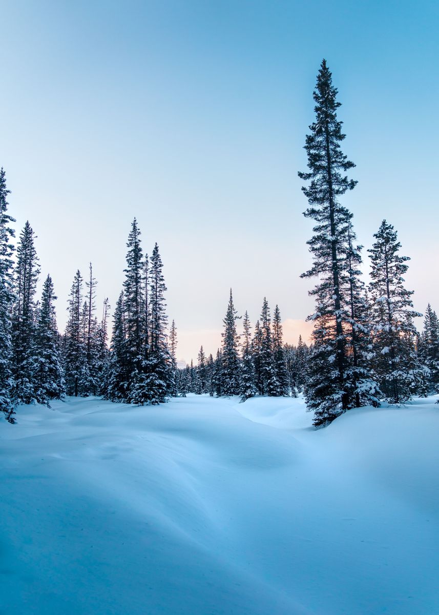 'Forest of Firs in snow' Poster, picture, metal print, paint by Sam ...