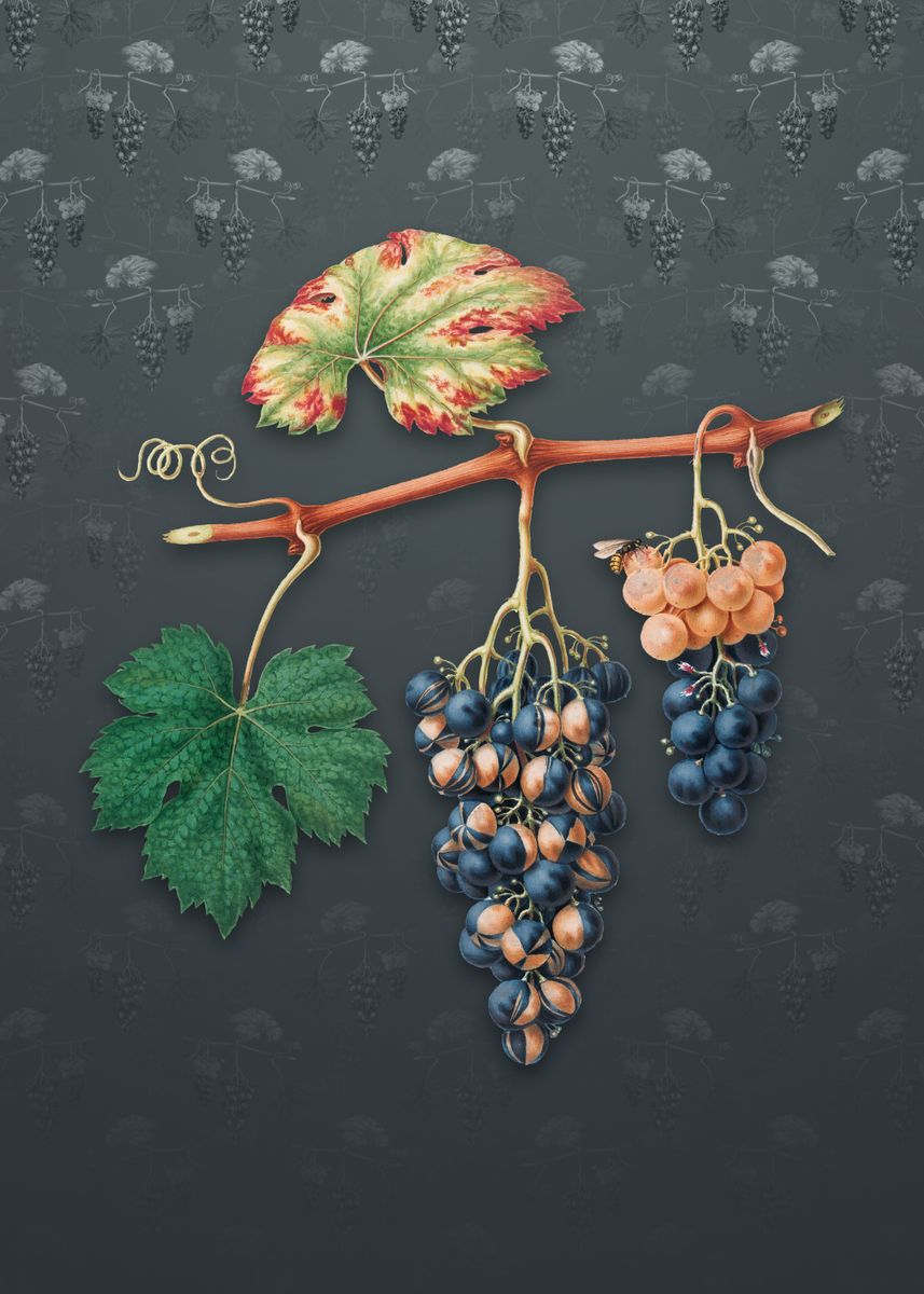 'Vintage Summer Grape' Poster by Holy Rock Design | Displate