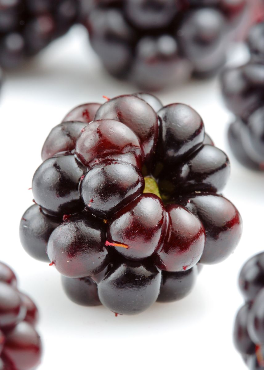 'fresh Blackberry close up' Poster, picture, metal print, paint by ...