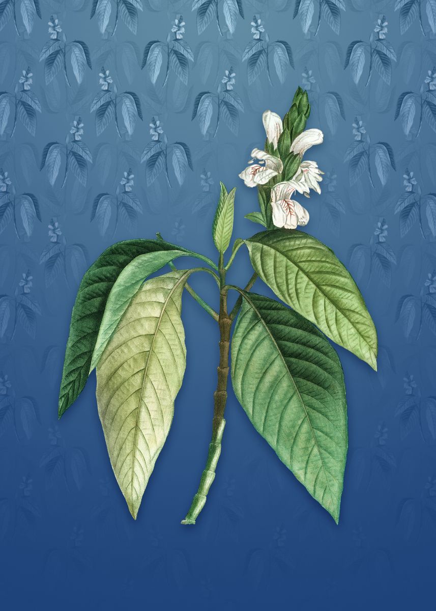 'Vintage Malabar Nut' Poster, picture, metal print, paint by Holy Rock ...