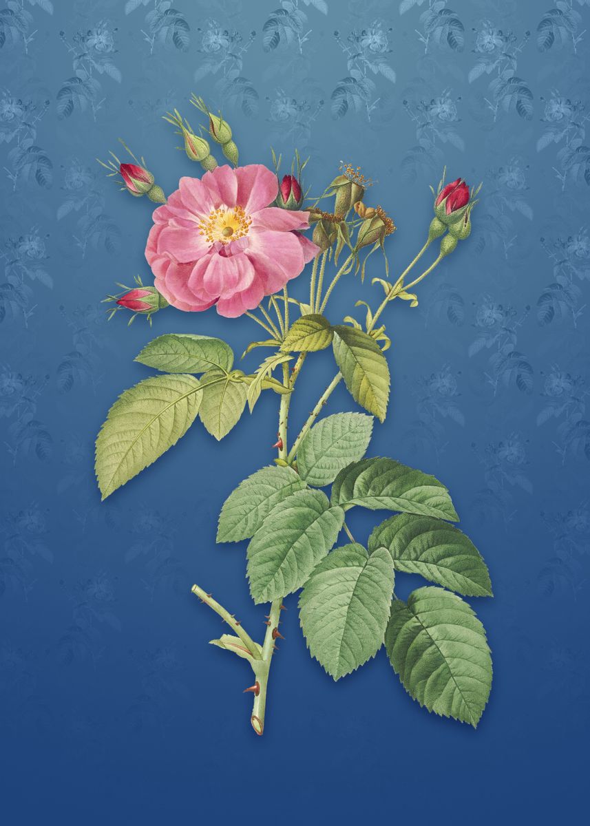 'Vintage Harsh Downy Rose' Poster by Holy Rock Design | Displate