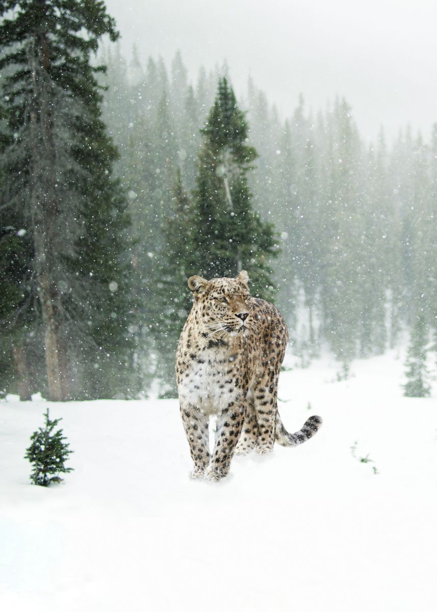 'Persian leopard while snow' Poster, picture, metal print, paint by ...
