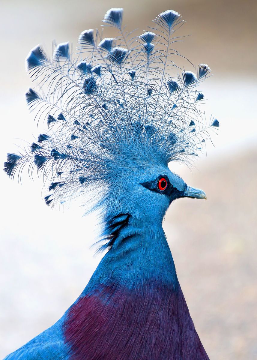 'Victoria crowned pigeon' Poster by WorldTravel Displate Art | Displate