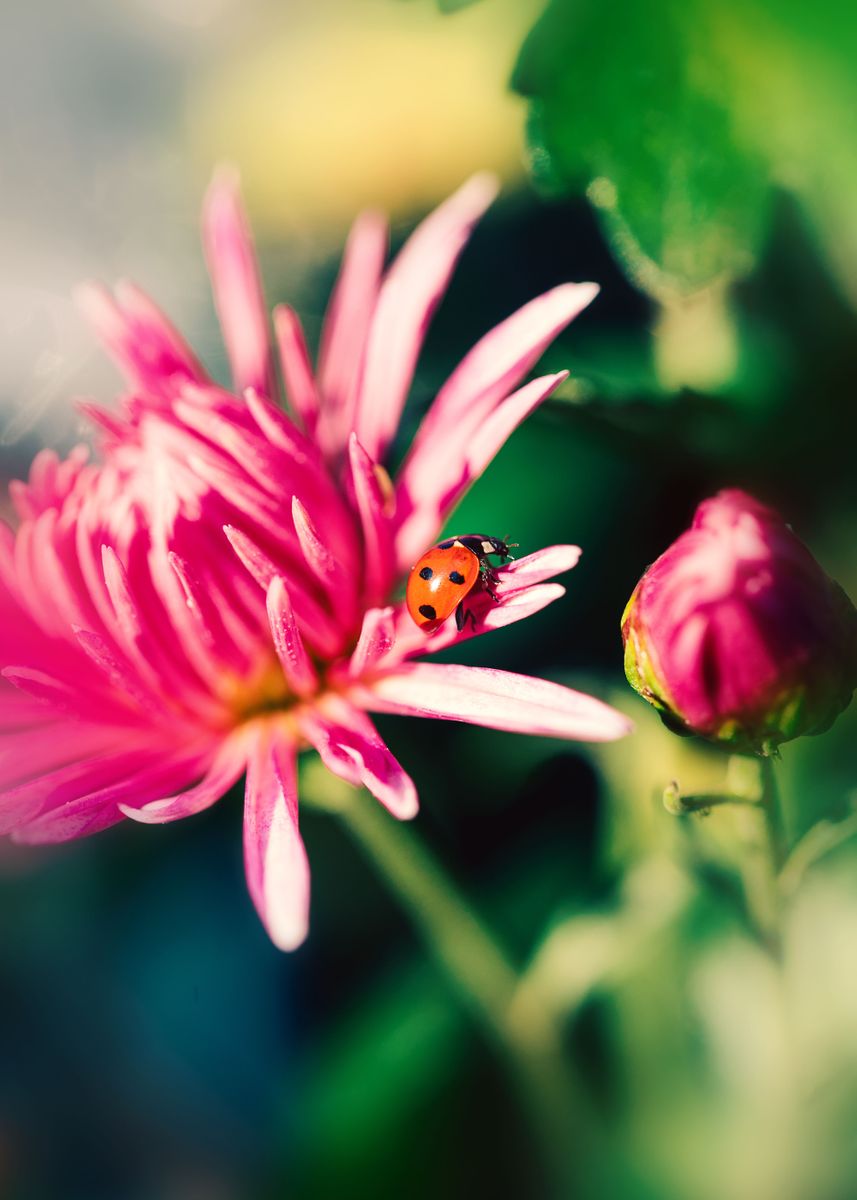 'Cute ladybug on a flower' Poster, picture, metal print, paint by Alina ...