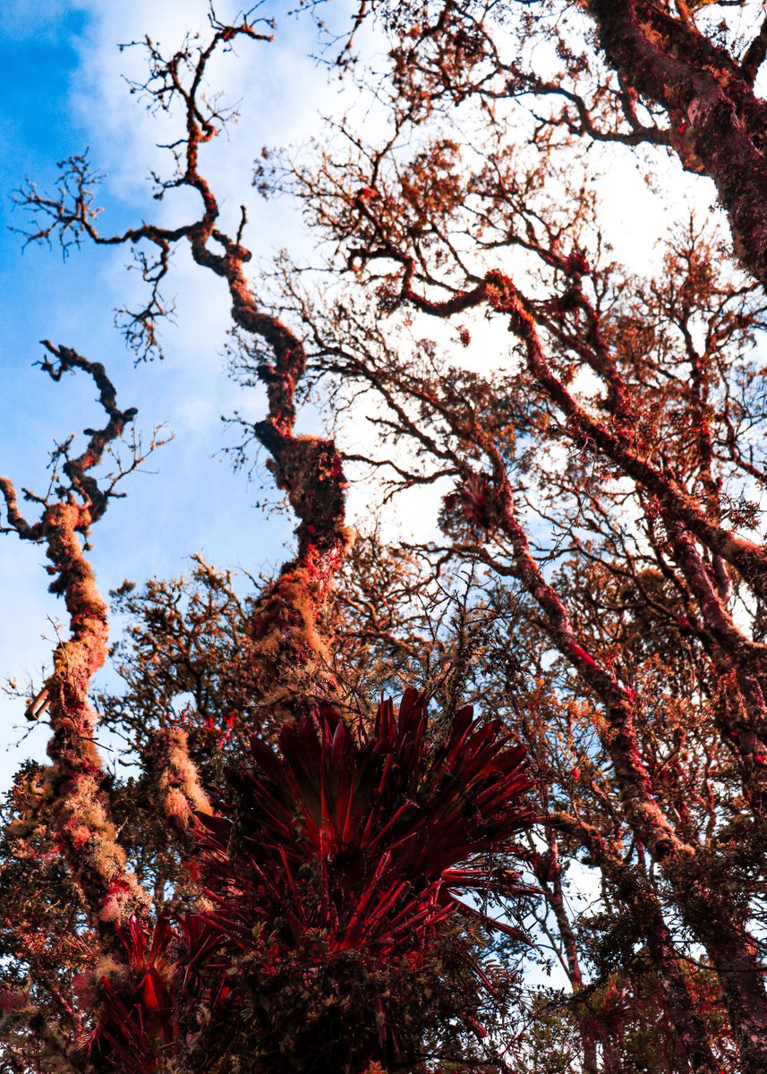 'Blood trees ' Poster, picture, metal print, paint by Sam120 | Displate