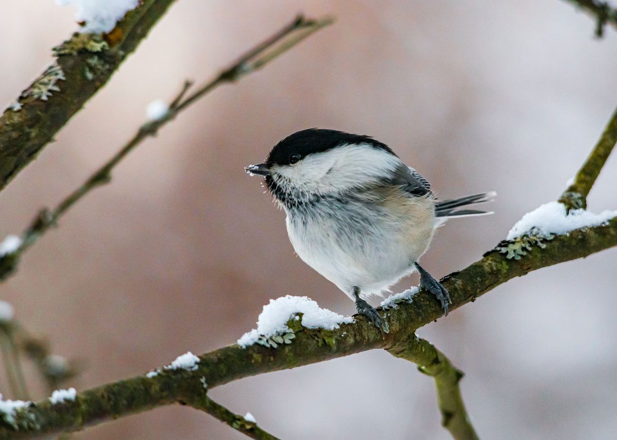 'worm bird' Poster by MrNguyen HaTang | Displate