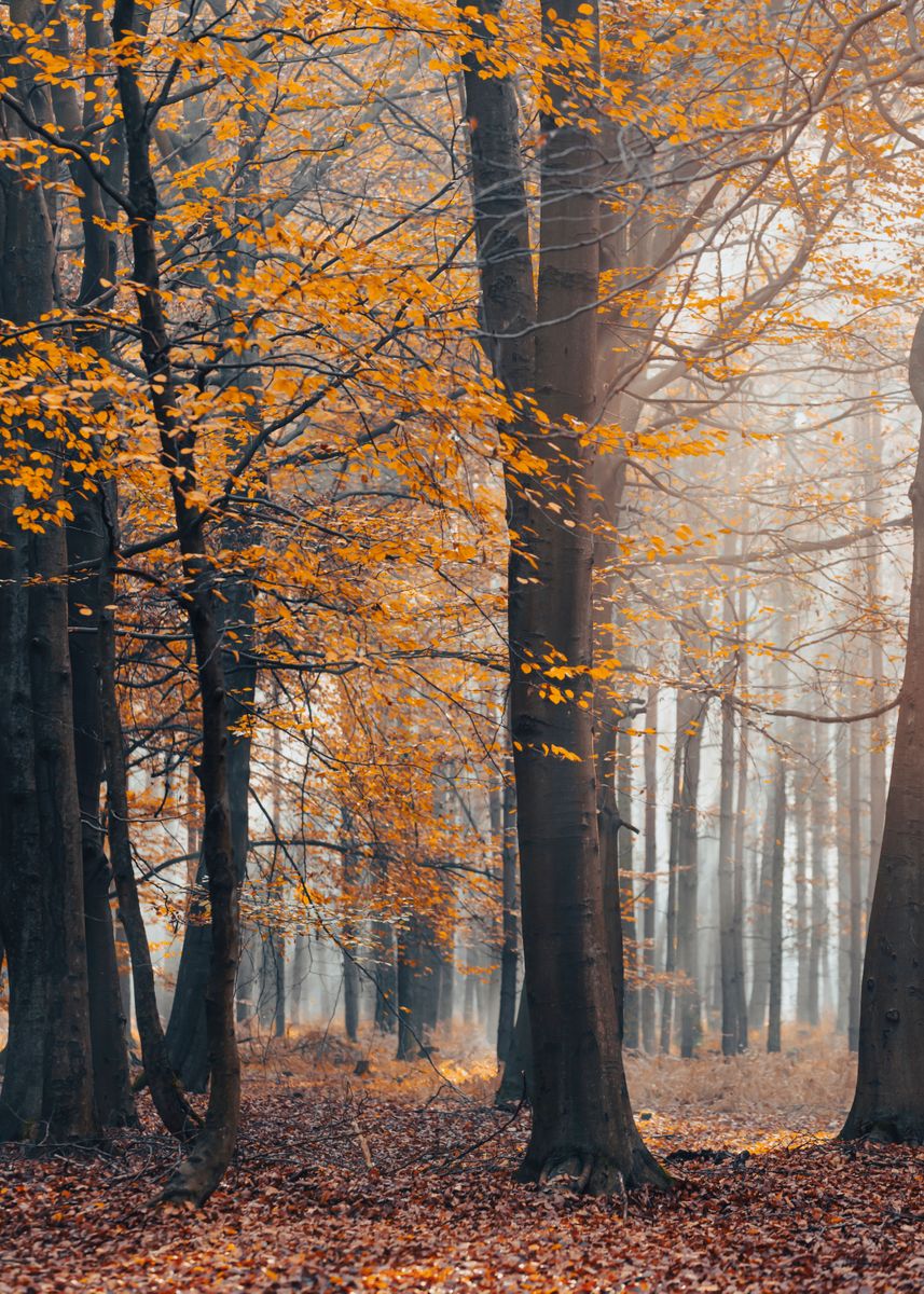 'Autumn trees,forest,leaves' Poster by anettastar | Displate
