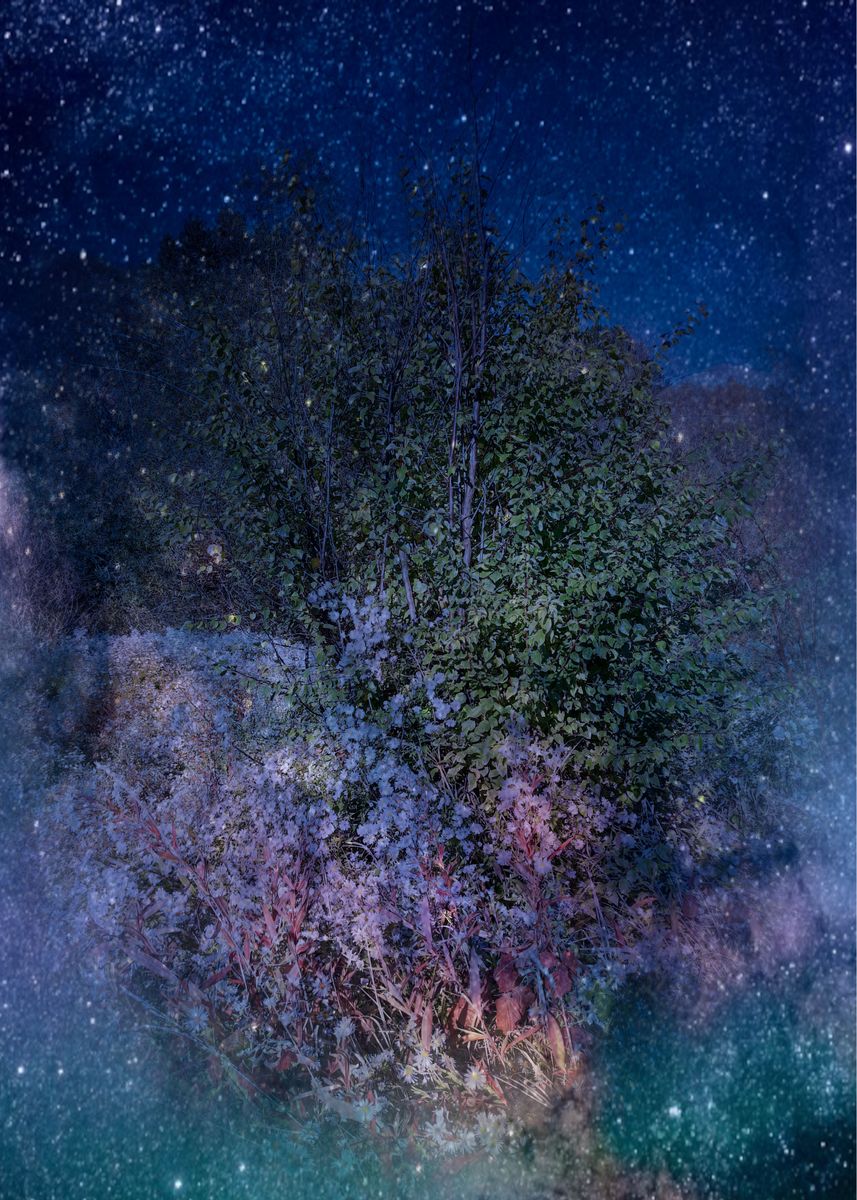 'MIdnight in nature' Poster by Edy Art Space | Displate