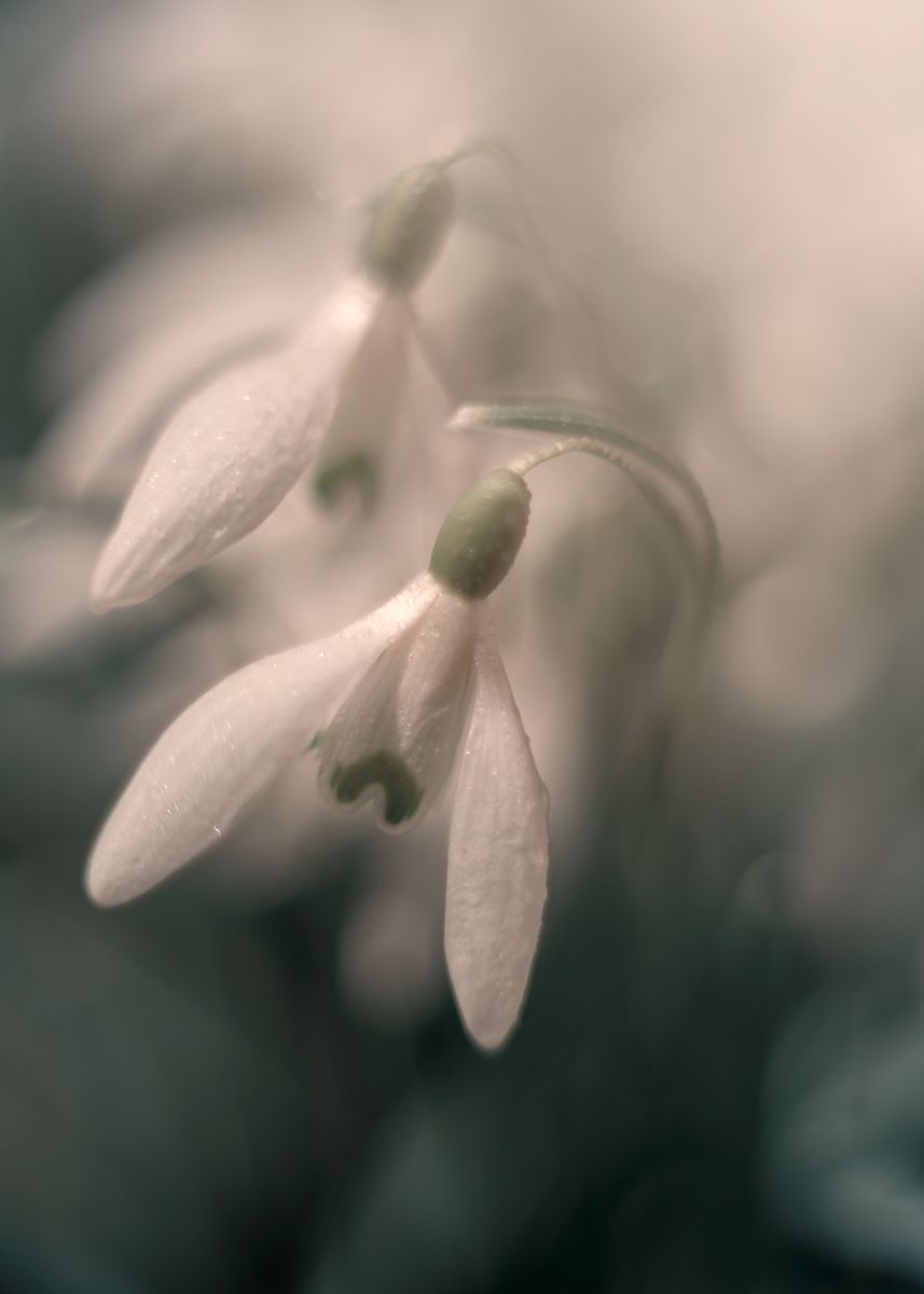 'White snowdrops flowers' Poster, picture, metal print, paint by ...