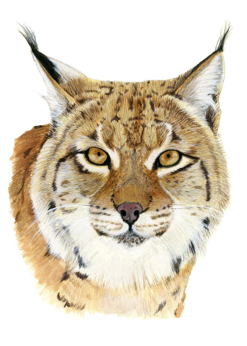 'Lynx' Poster, picture, metal print, paint by Byrdyak | Displate