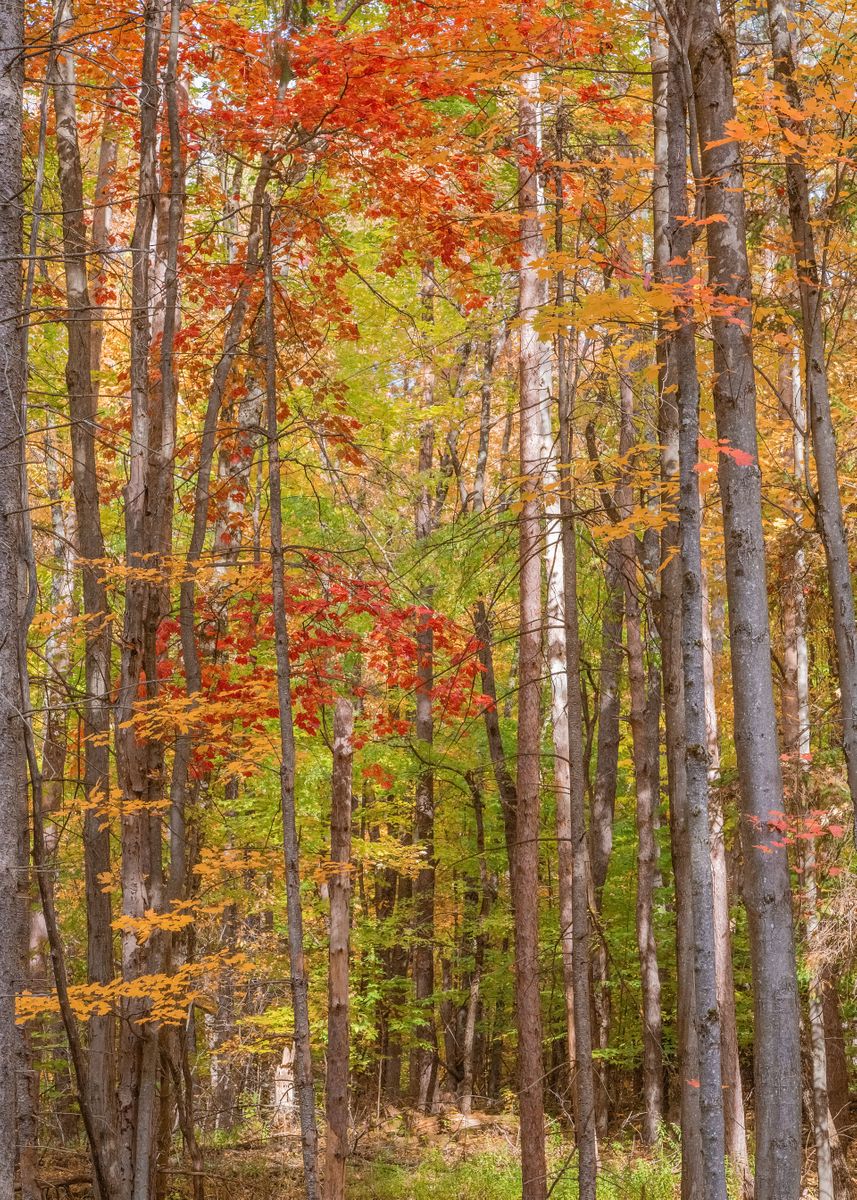 'Fall Forest' Poster, picture, metal print, paint by Brooke T Ryan ...
