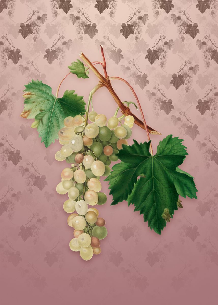 'Vintage Muscat Grape' Poster, picture, metal print, paint by Holy Rock ...