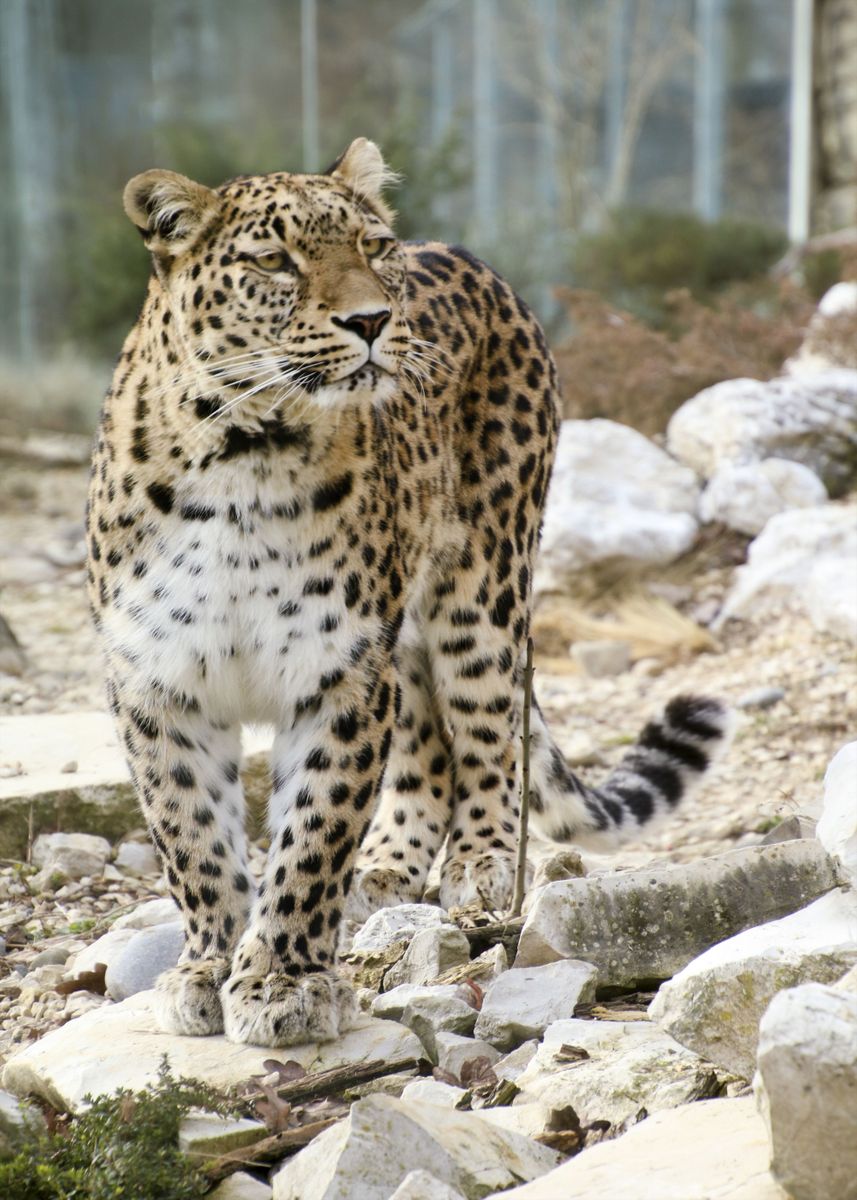 'Snow Cheetah' Poster by Fasn Designs | Displate