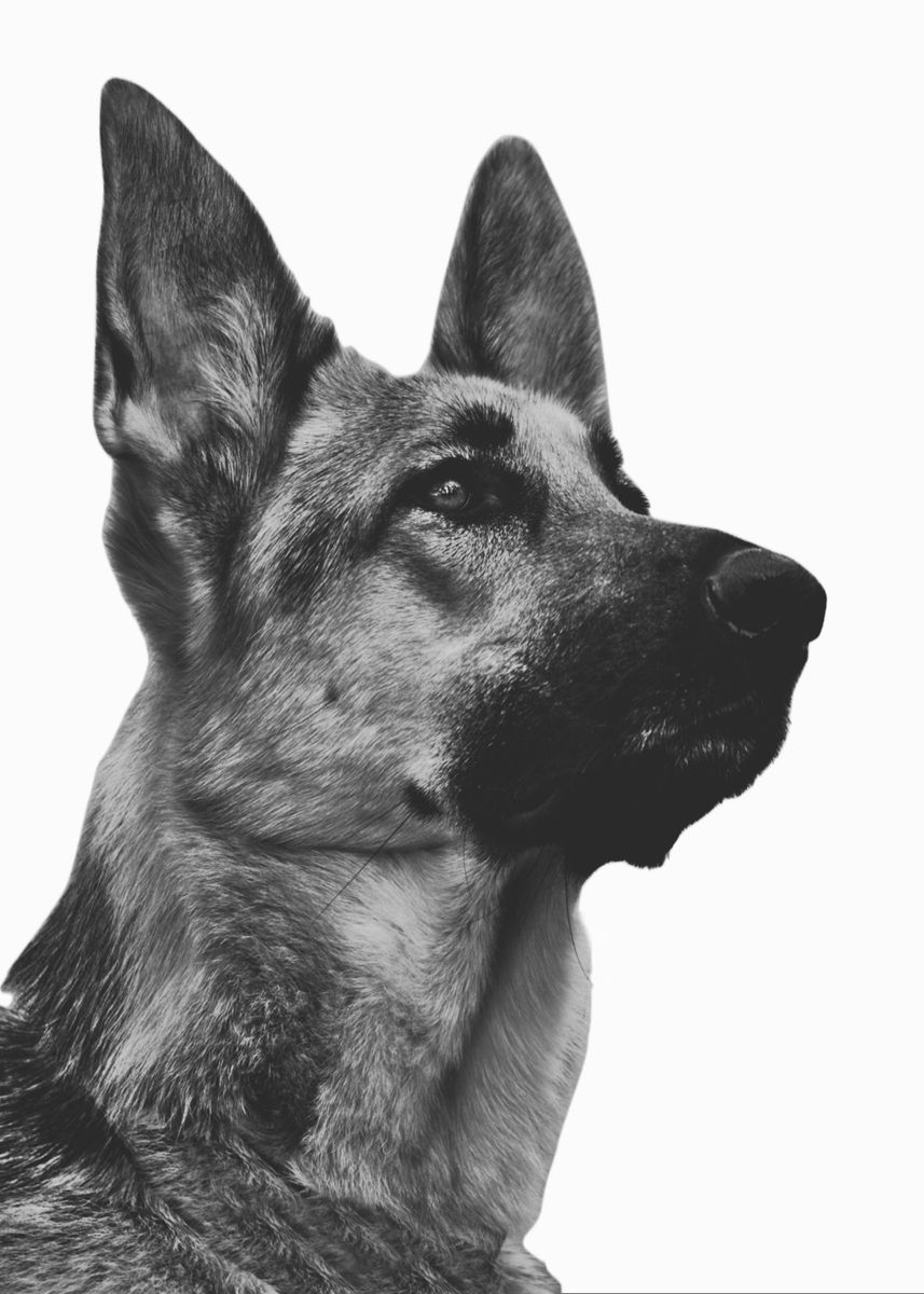 'German Shepherd Black' Poster, picture, metal print, paint by ...