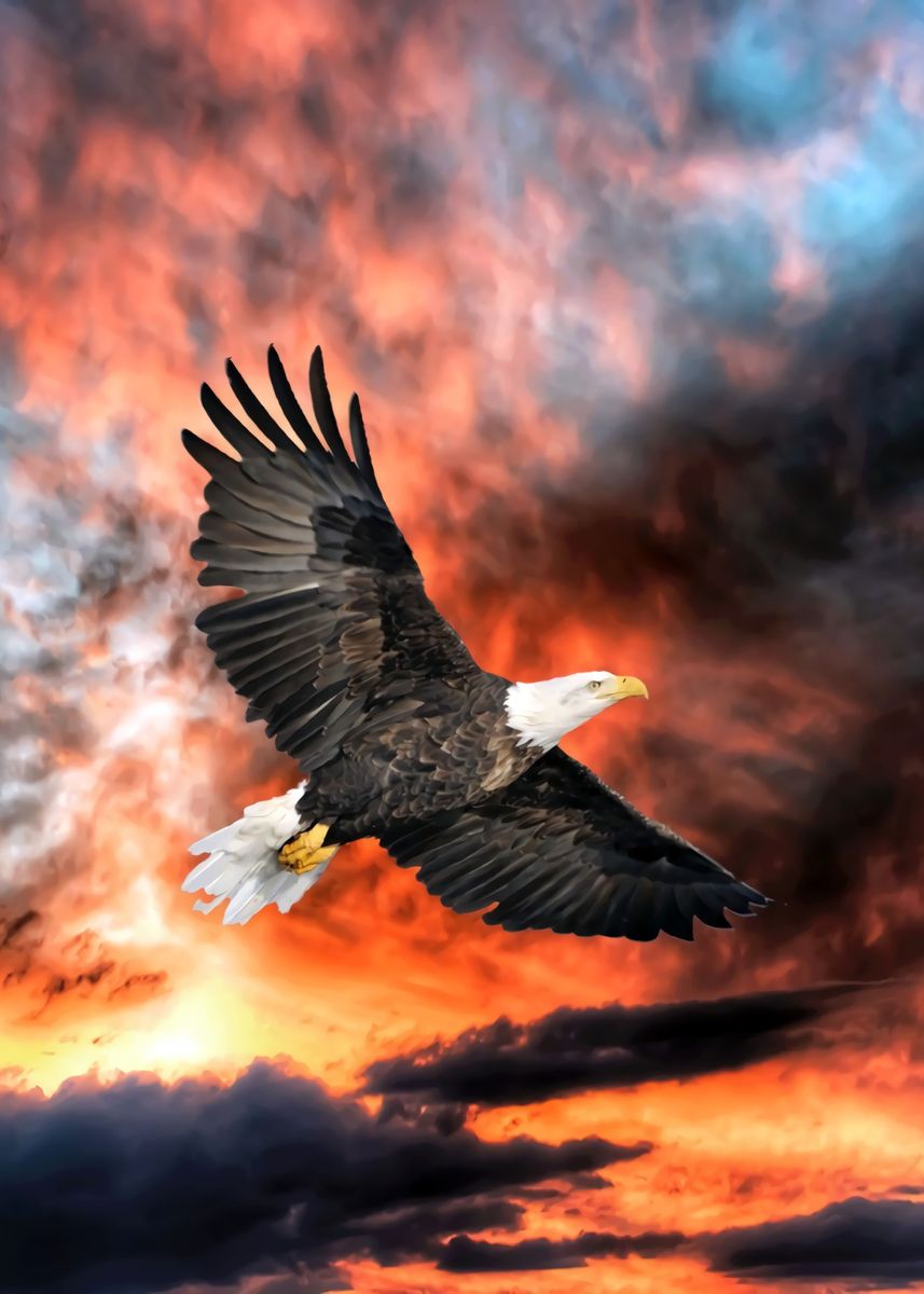 'Eagle' Poster, picture, metal print, paint by The Rain | Displate