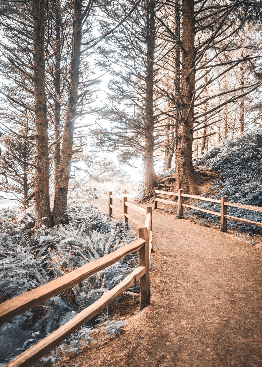 'Oregon Coast Forest Magic' Poster by anthony Londer | Displate
