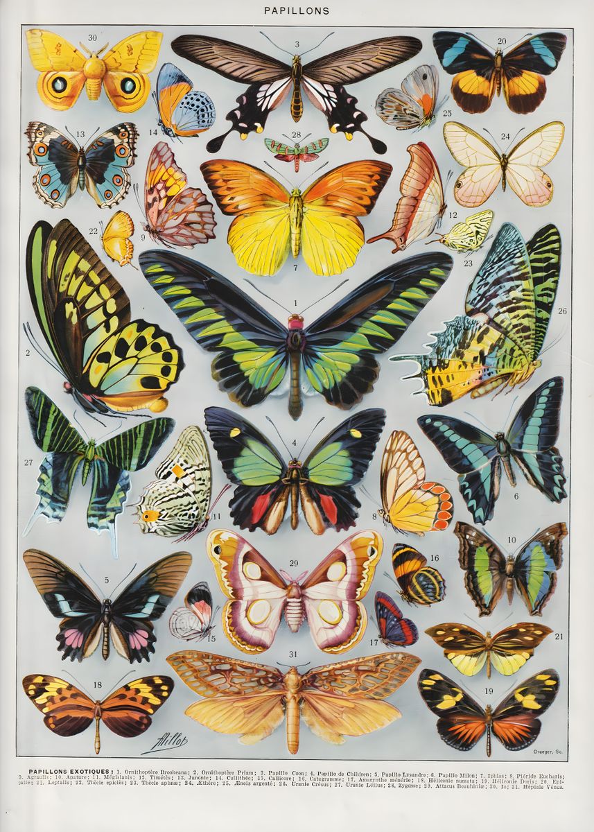 'Papillons' Poster, picture, metal print, paint by Vintage Painting ...