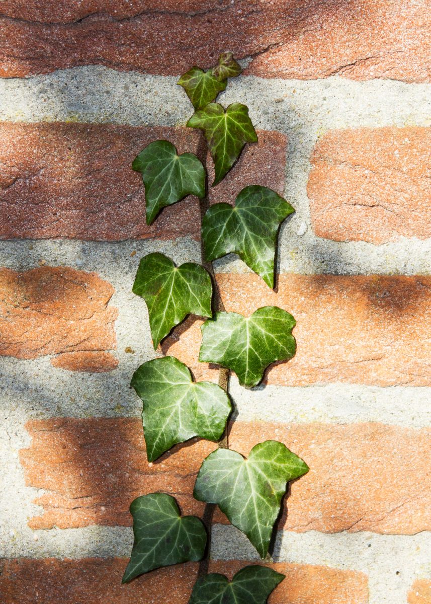 'Climbing ivy' Poster by Bianca Wisseloo | Displate