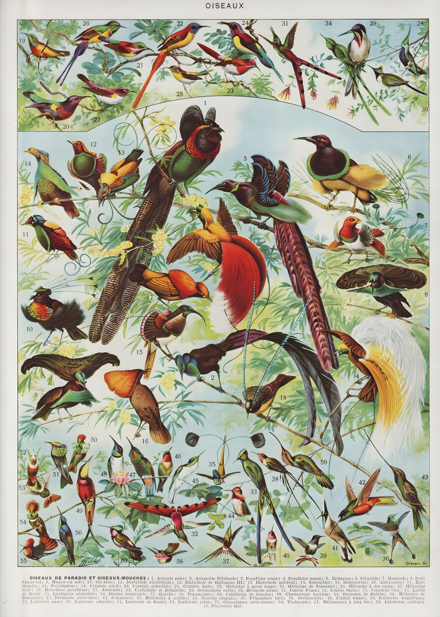 'Oiseaux Birds' Poster, picture, metal print, paint by Vintage Painting ...
