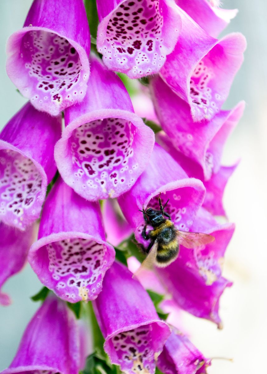 'Bee on a Foxglove Flower 2' Poster by Fran Bradley | Displate