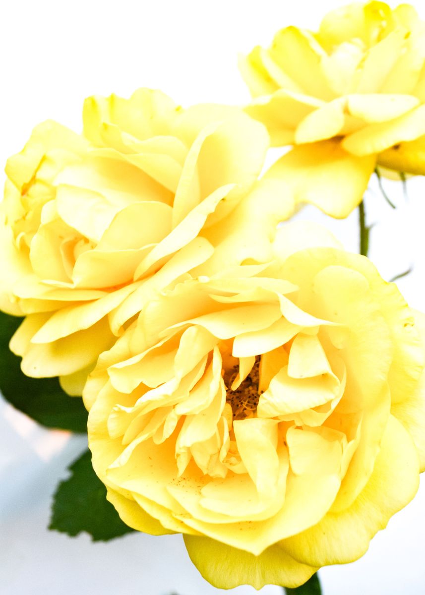 'Minimal Yellow Rose' Poster, picture, metal print, paint by Fran ...