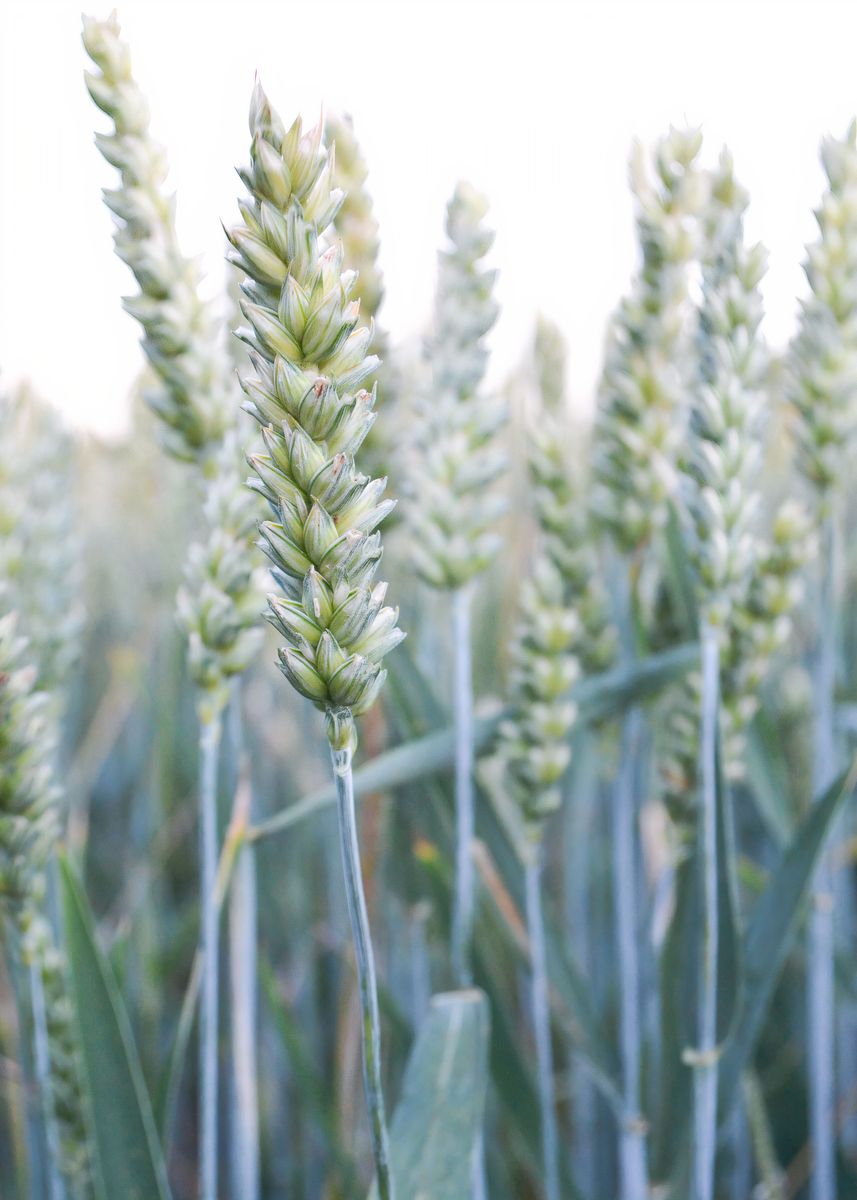 'Close up minimalist wheat' Poster, picture, metal print, paint by Fran ...