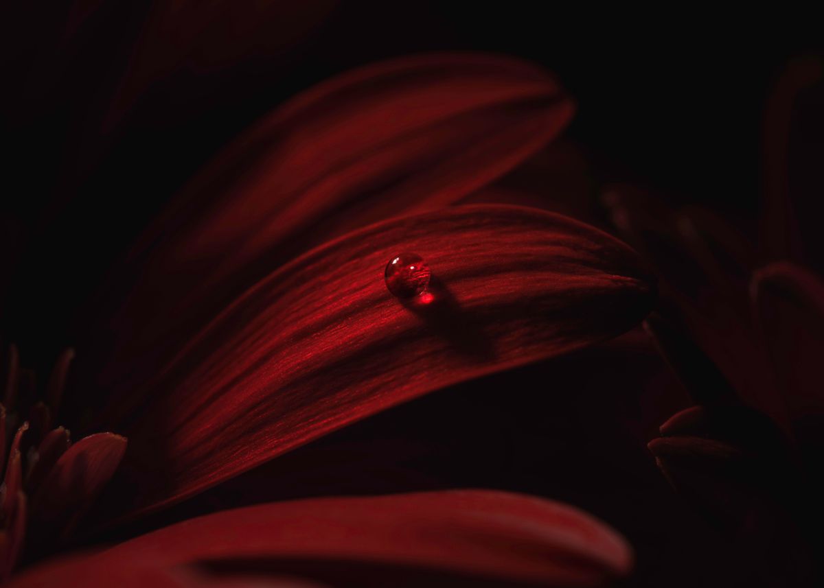 'flower and colored water d' Poster by MrNguyen HaTang | Displate