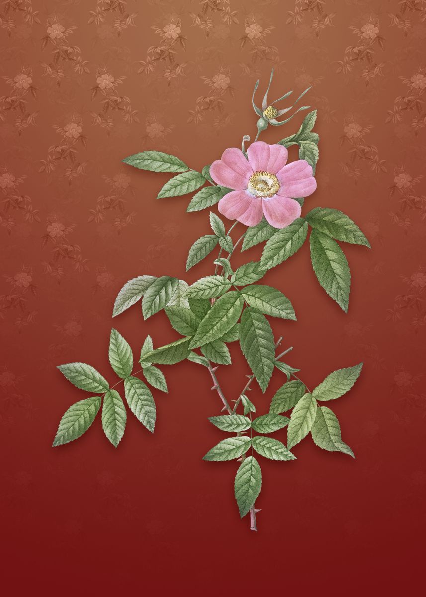 'Pink Boursault Rose on Red' Poster by Holy Rock Design | Displate