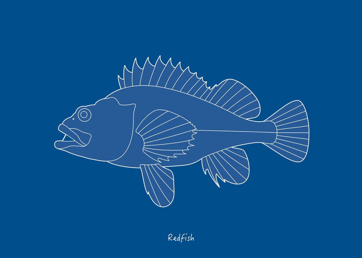 'Sea Fish ' Poster by Angling Knots | Displate