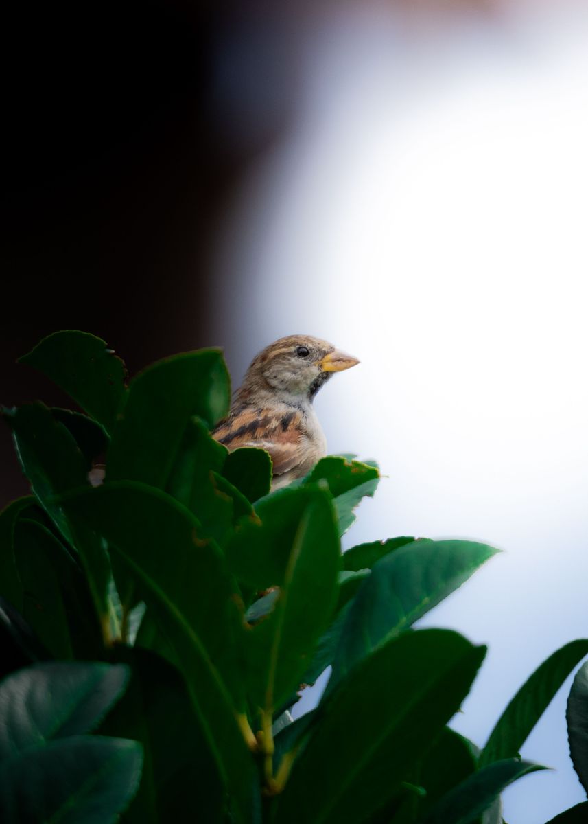 'Nature birding' Poster, picture, metal print, paint by Anthony | Displate