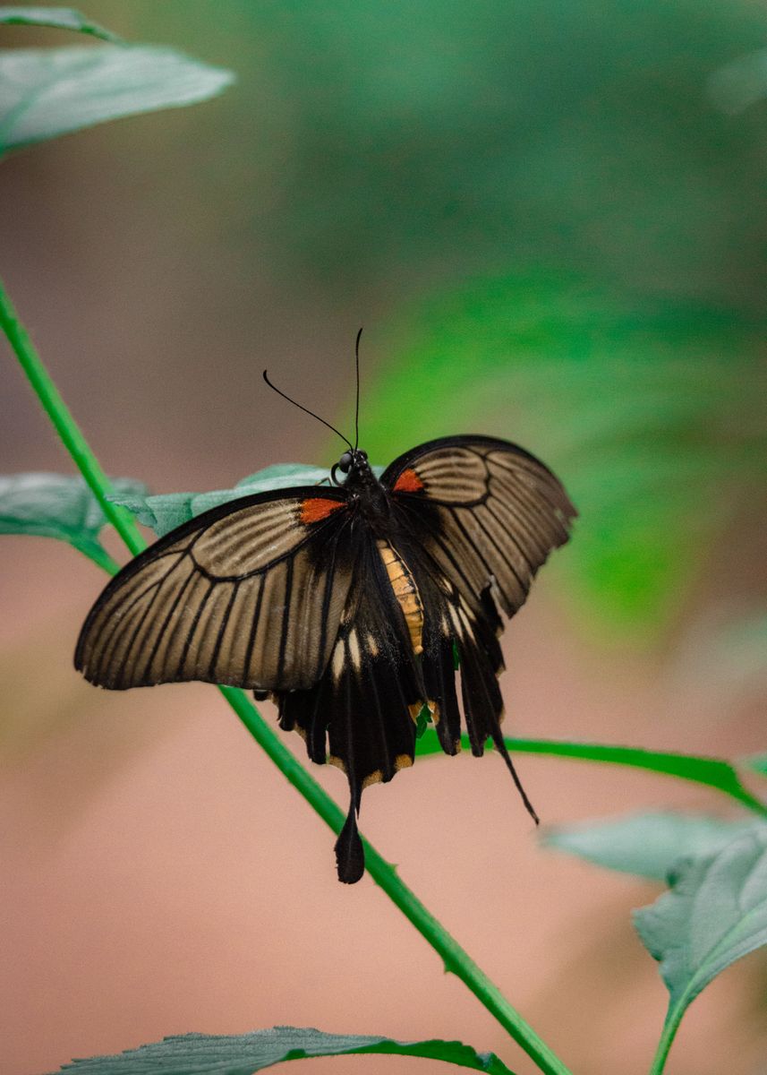 'Black Butterfly' Poster, picture, metal print, paint by Anthony | Displate