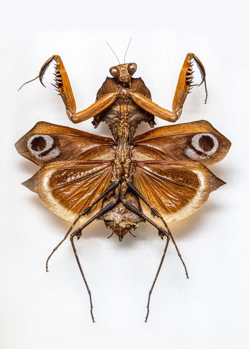 'Great mantis' Poster by Jaroslaw Blaminsky | Displate