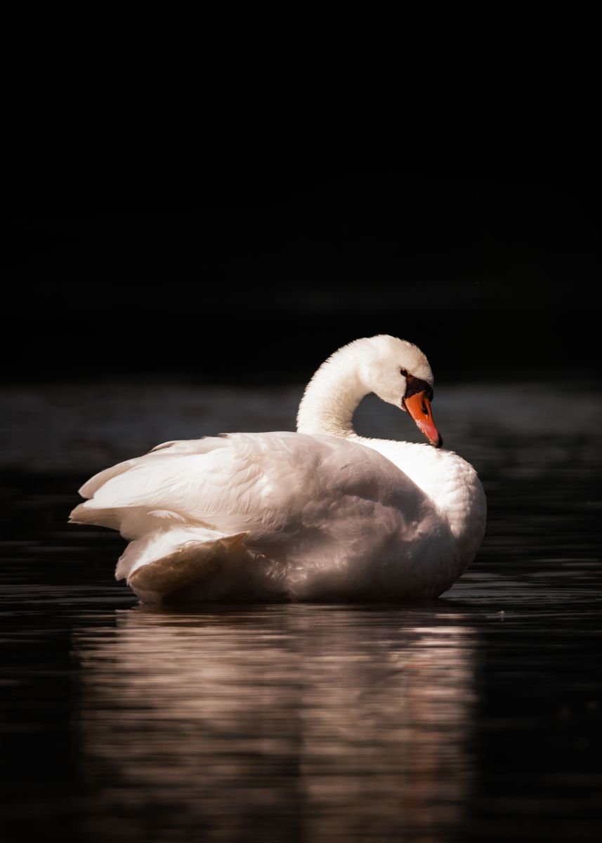 'Shadow swan' Poster by Anthony | Displate