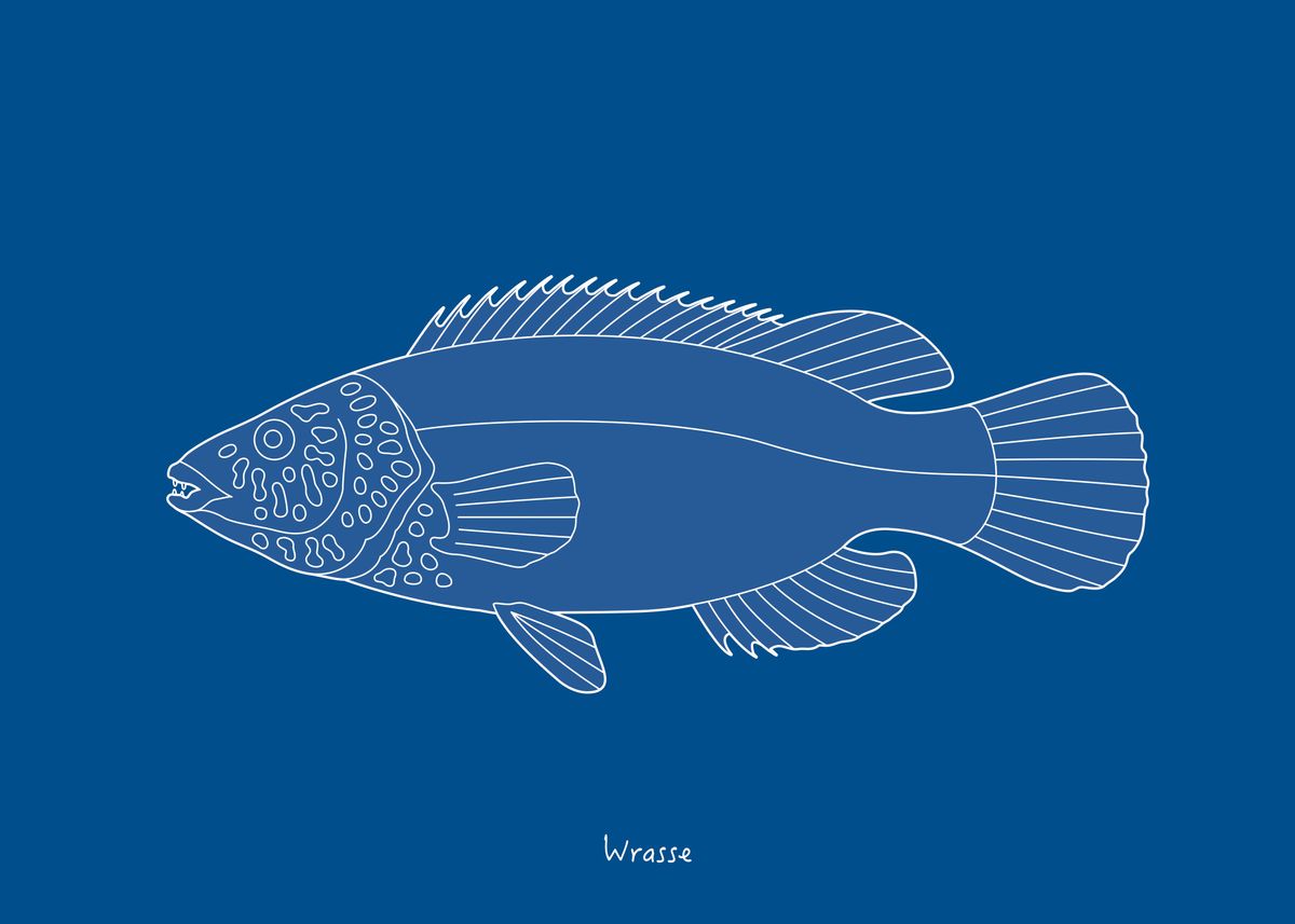 'Sea Fish ' Poster by Angling Knots | Displate