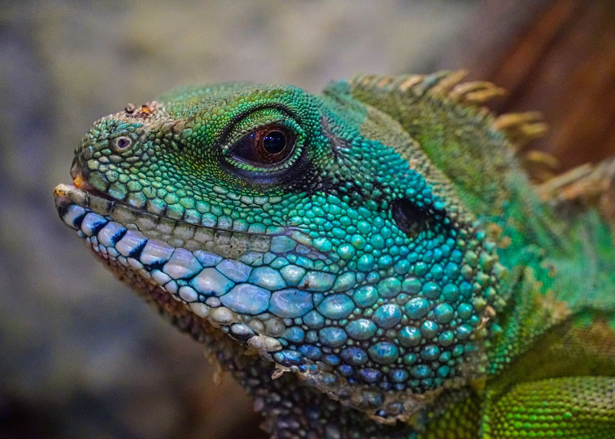 'lizard face to face' Poster by MrNguyen HaTang | Displate