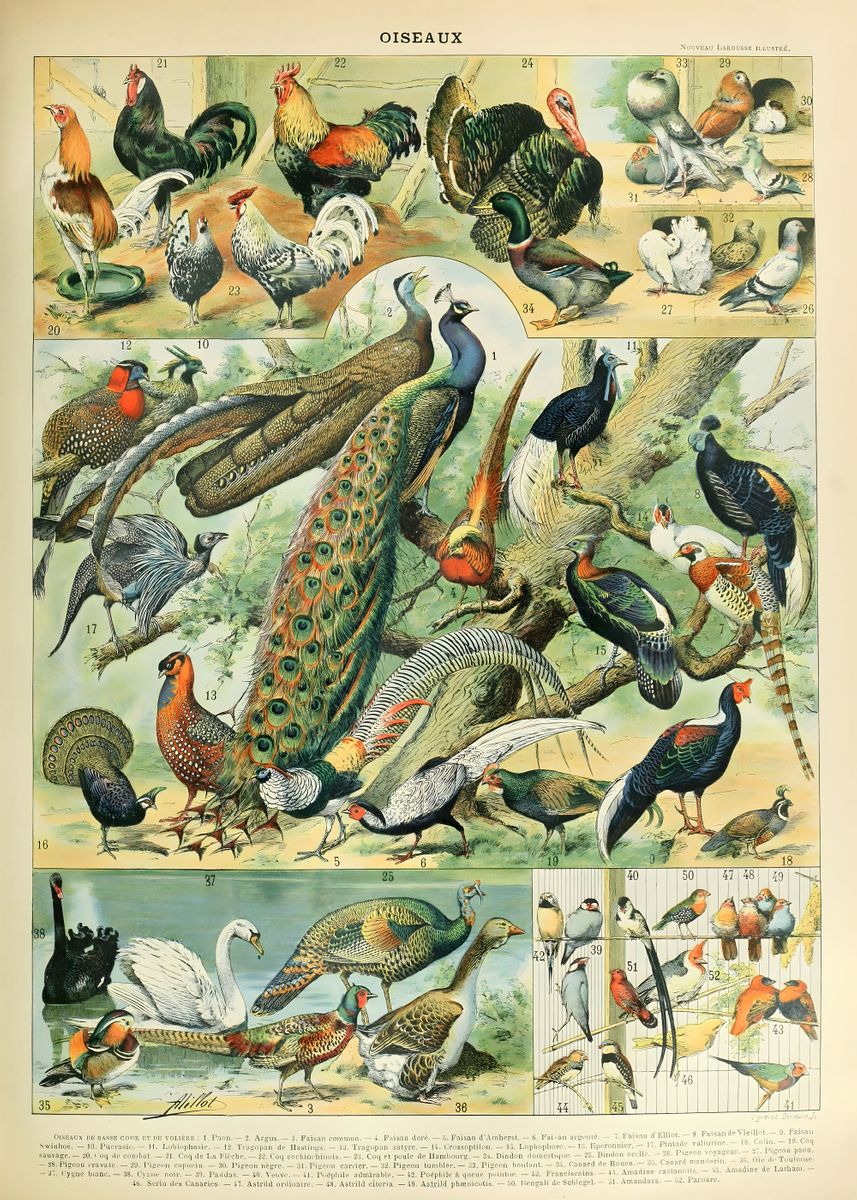 'Birds by Adolphe Millot' Poster, picture, metal print, paint by ...