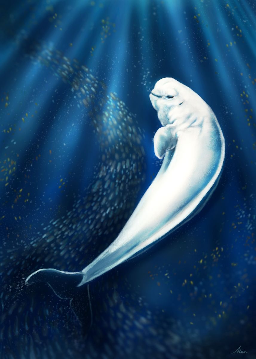 'Beluga Whale' Poster by alandodrawing | Displate