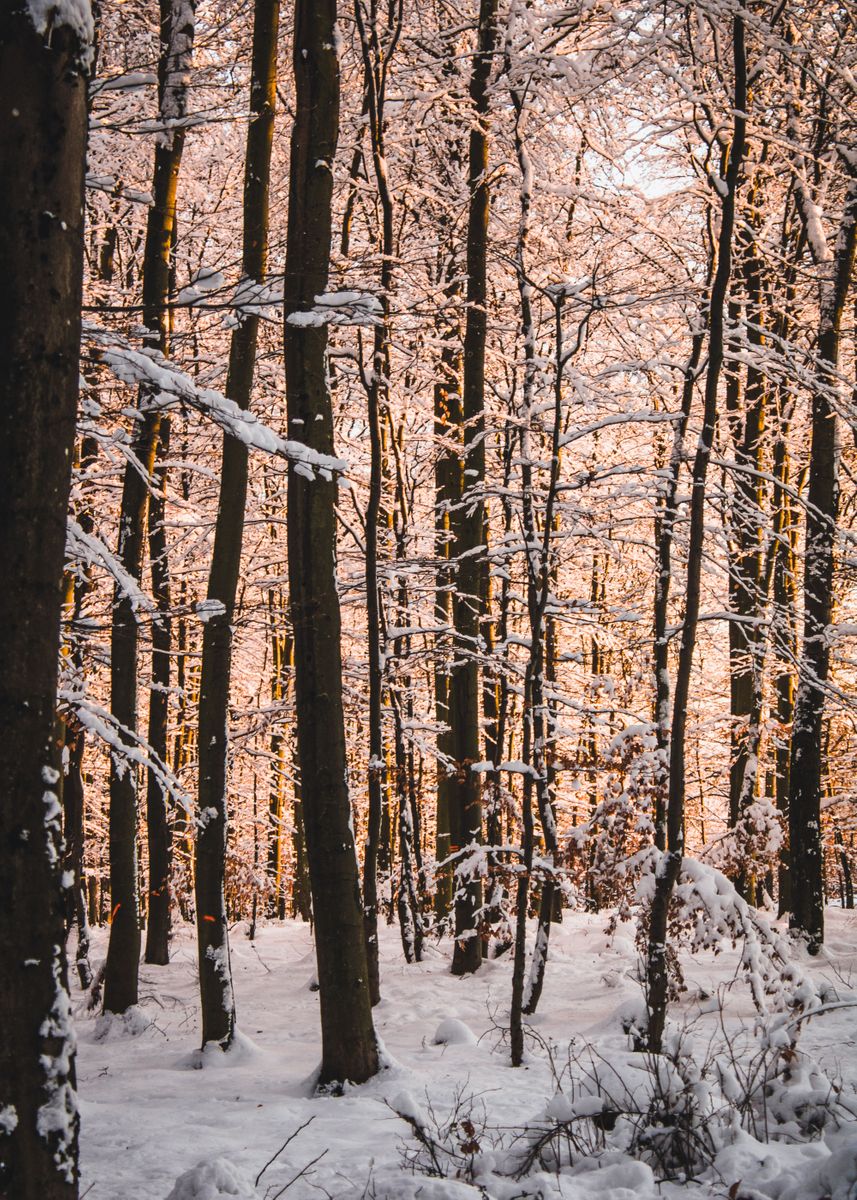 'snowy golden hour' Poster, picture, metal print, paint by Hendrik Zahn ...