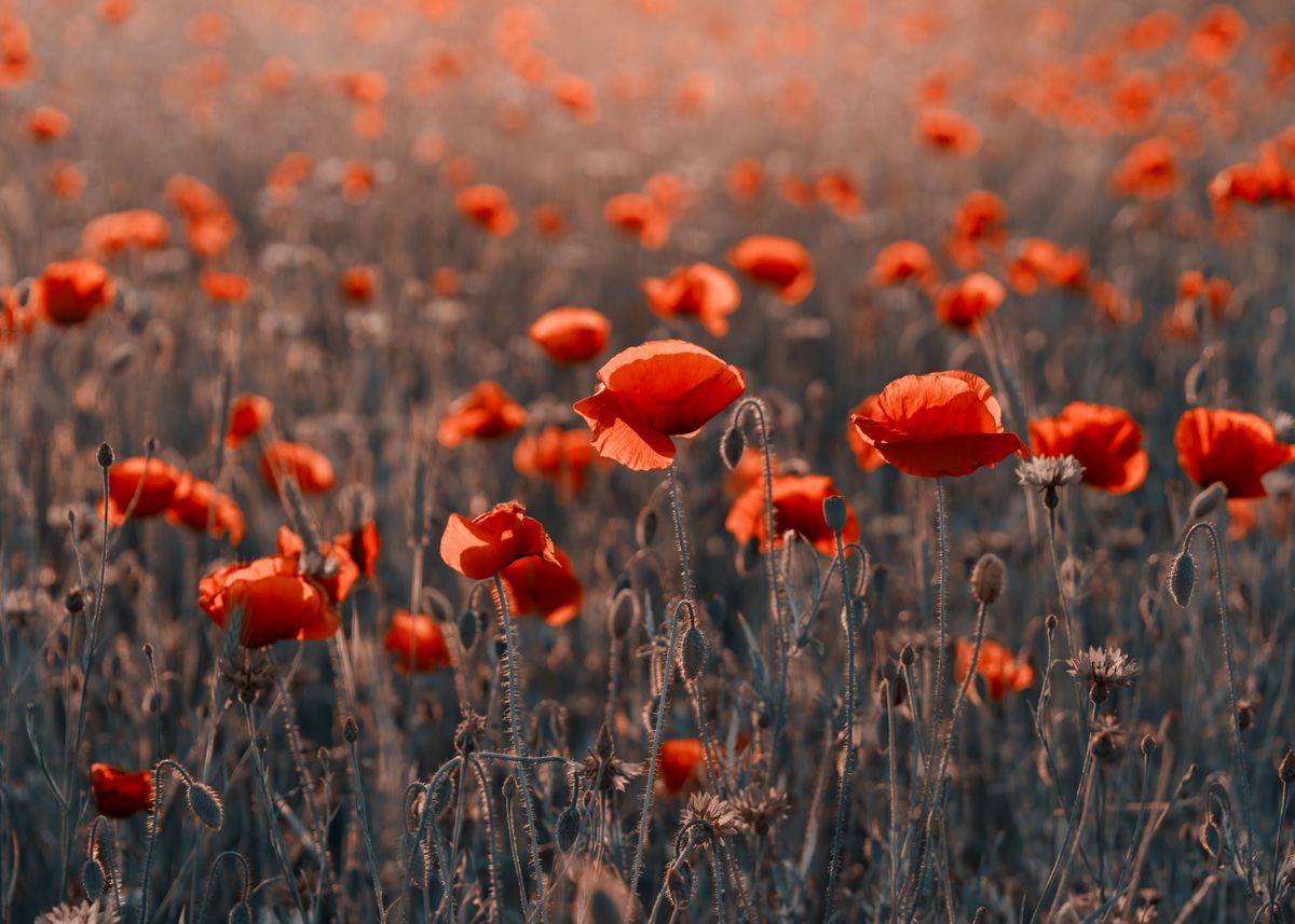 'Poppy field' Poster by anettastar | Displate